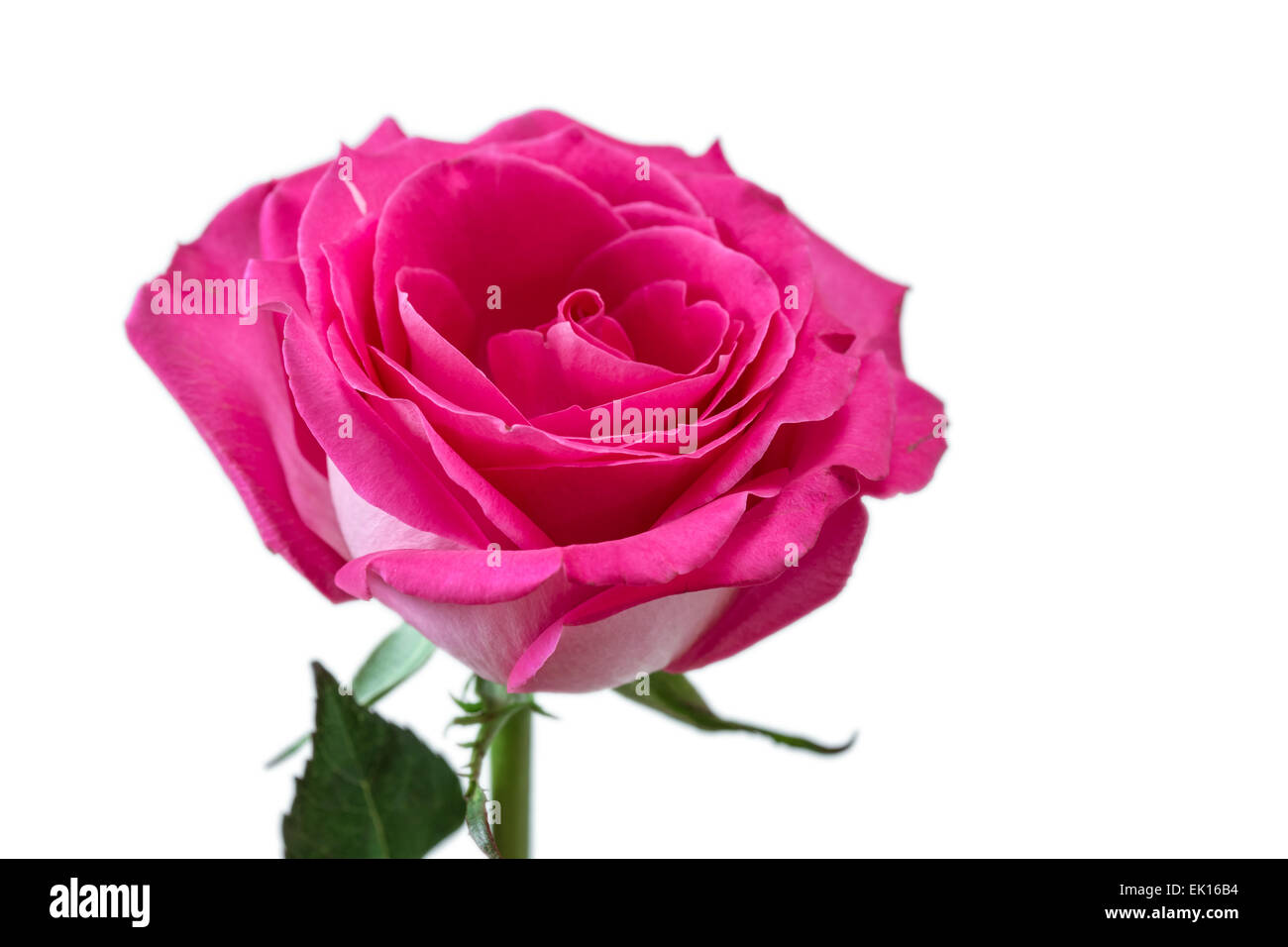 Beautiful Pink Rose isolated on white background Stock Photo - Alamy