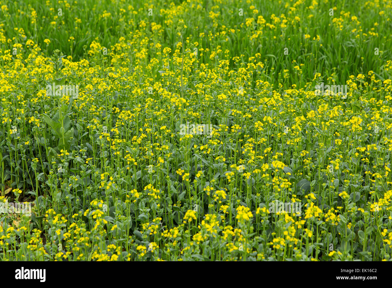 rape flower field in spring Stock Photo - Alamy