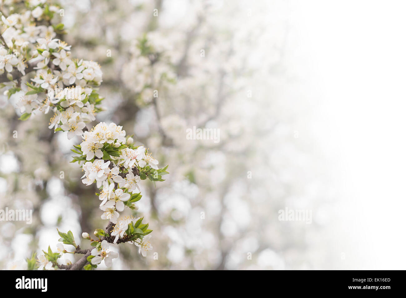 Cherry tree flower in spring Stock Photo - Alamy