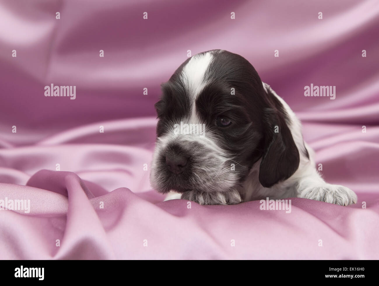 Cocker spaniel puppy cute hi-res stock photography and images - Alamy