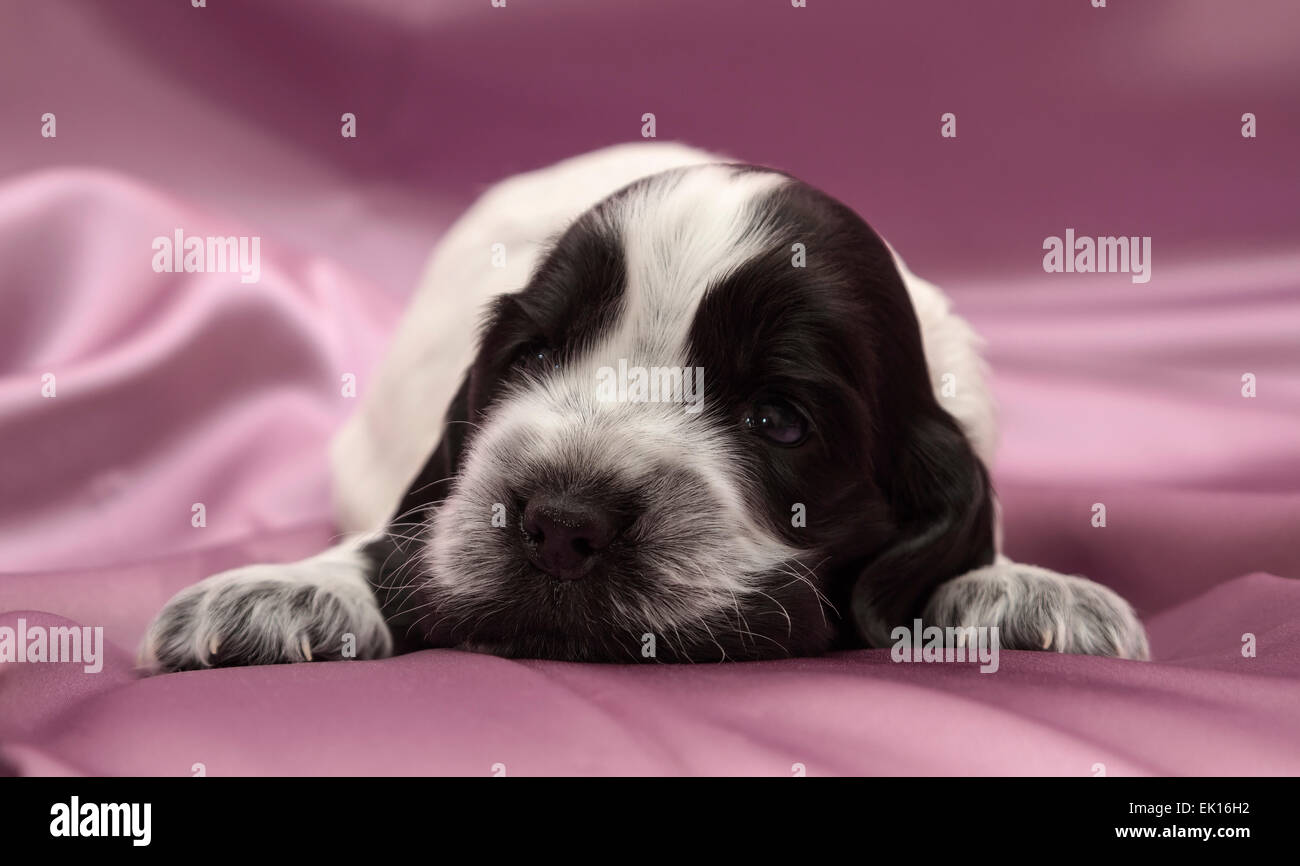 English Cocker Spaniel Puppies. Three weeks old Stock Photo - Alamy