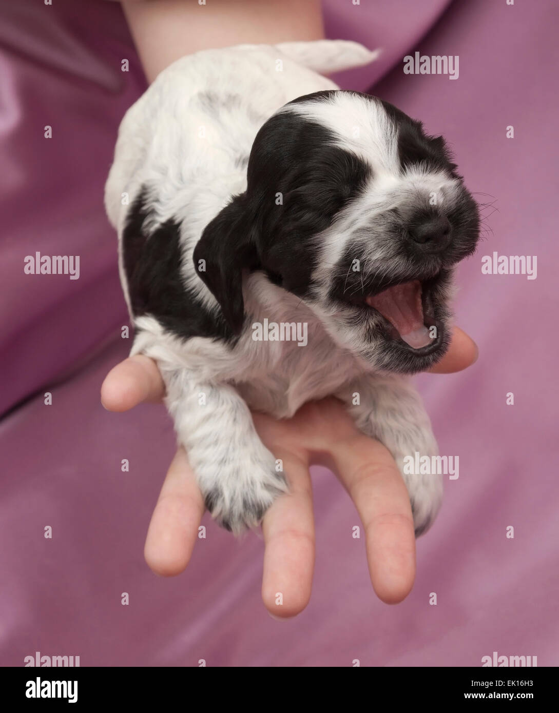 English Cocker Spaniel Puppies Sleeping on hand. Three weeks old Stock ...