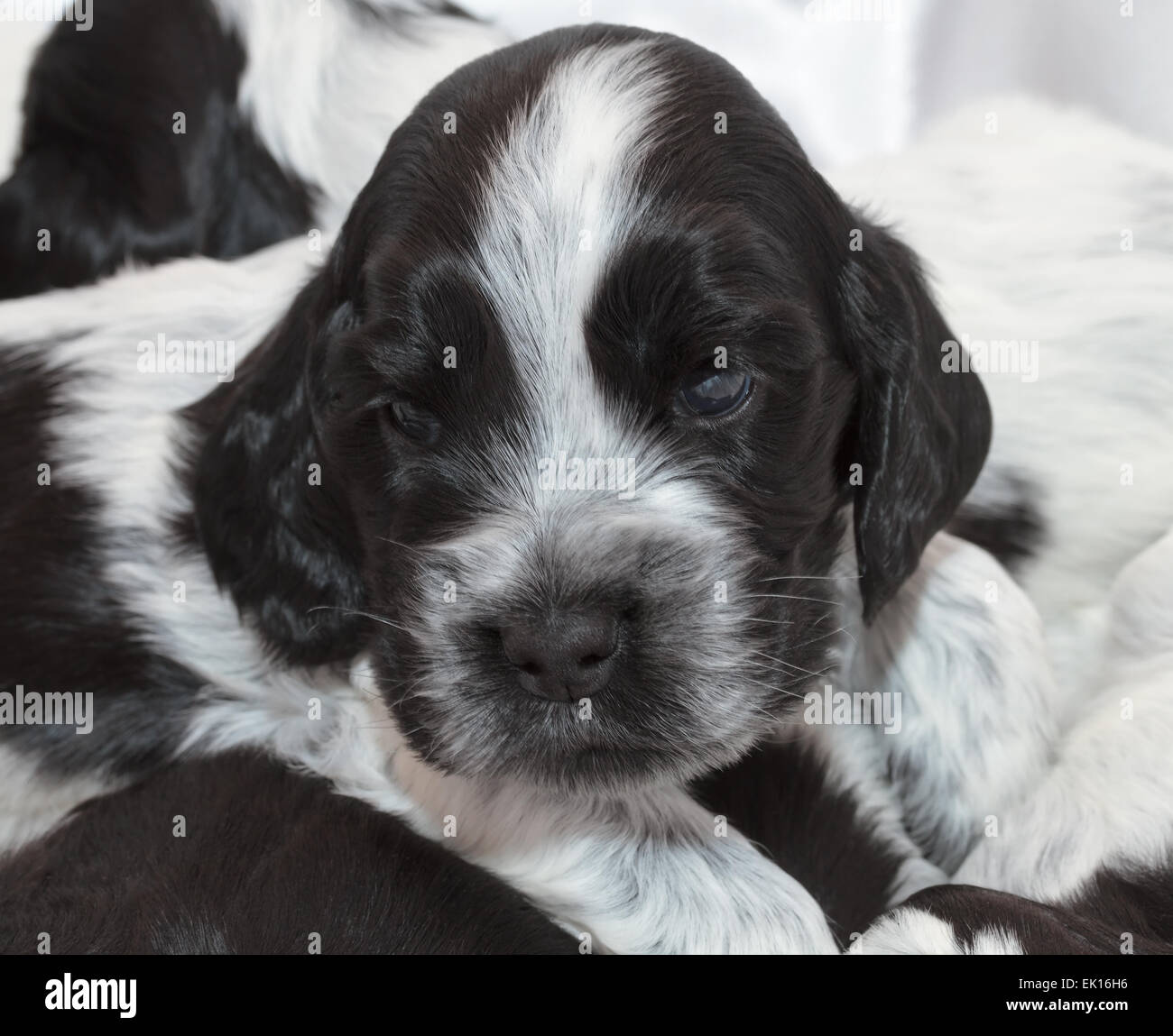 English Cocker Spaniel Puppies Sleeping in a Pile. Three weeks old ...