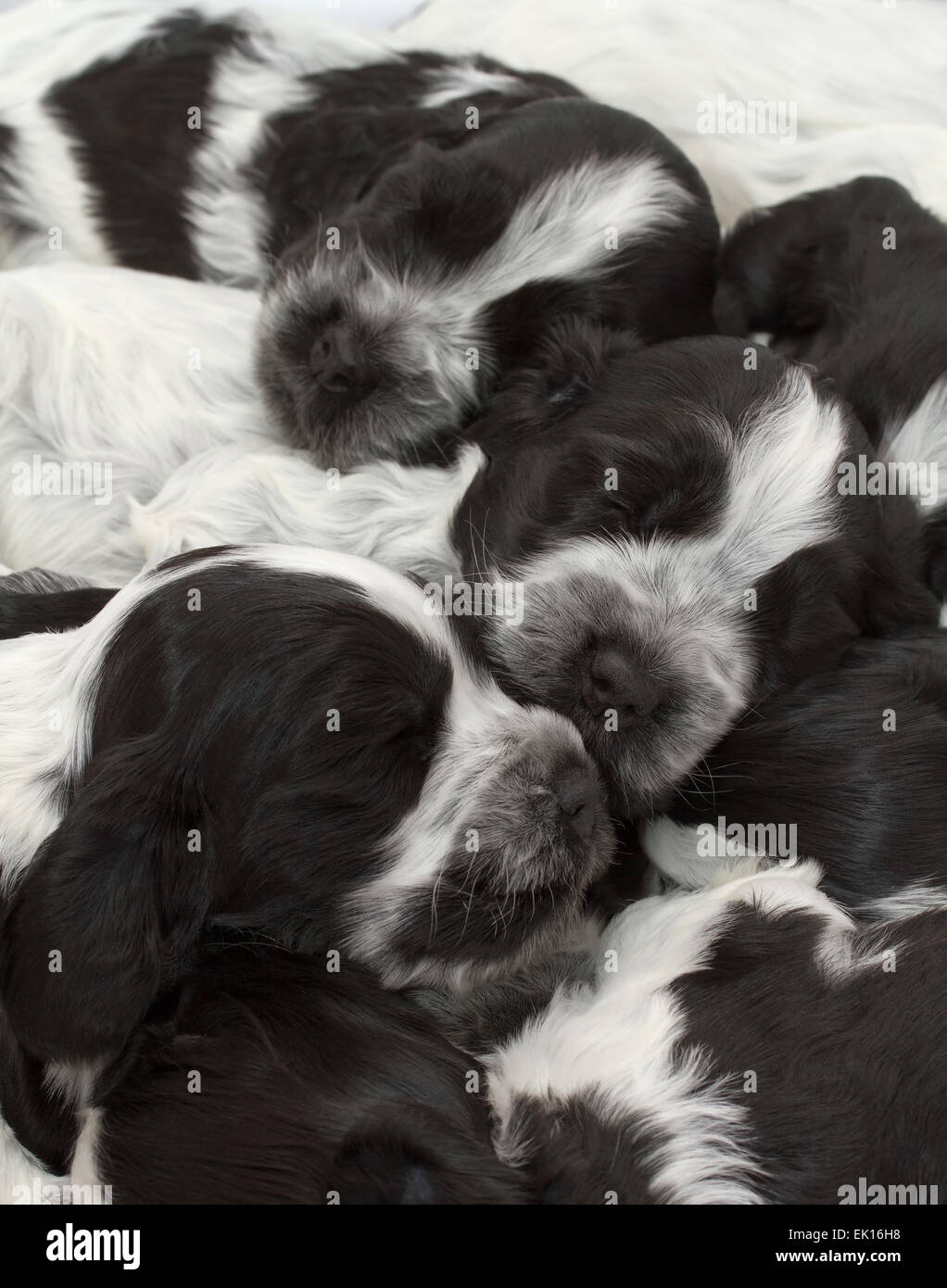 English Cocker Spaniel Puppies Sleeping in a Pile. Three weeks old ...