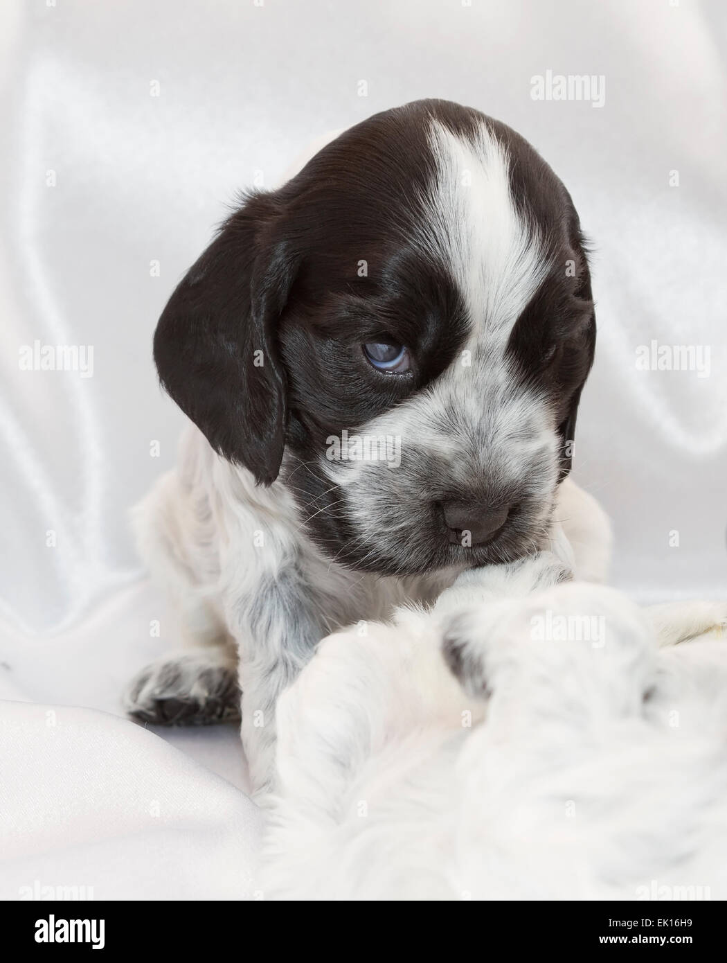 Funny cocker spaniel hi-res stock photography and images - Alamy