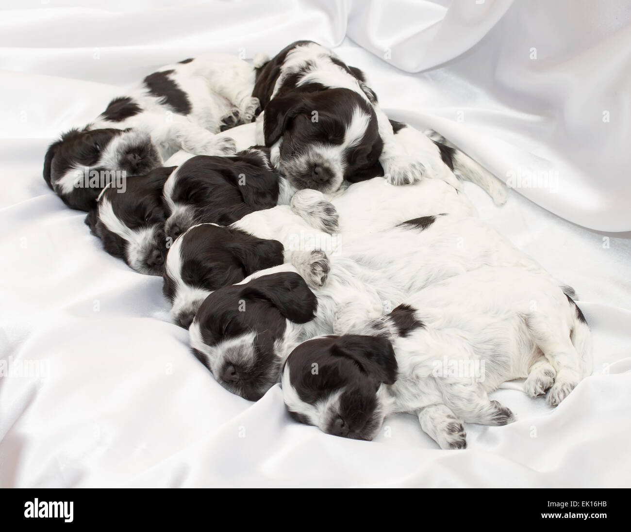 English Cocker Spaniel Puppies Sleeping side by side. Three weeks old ...