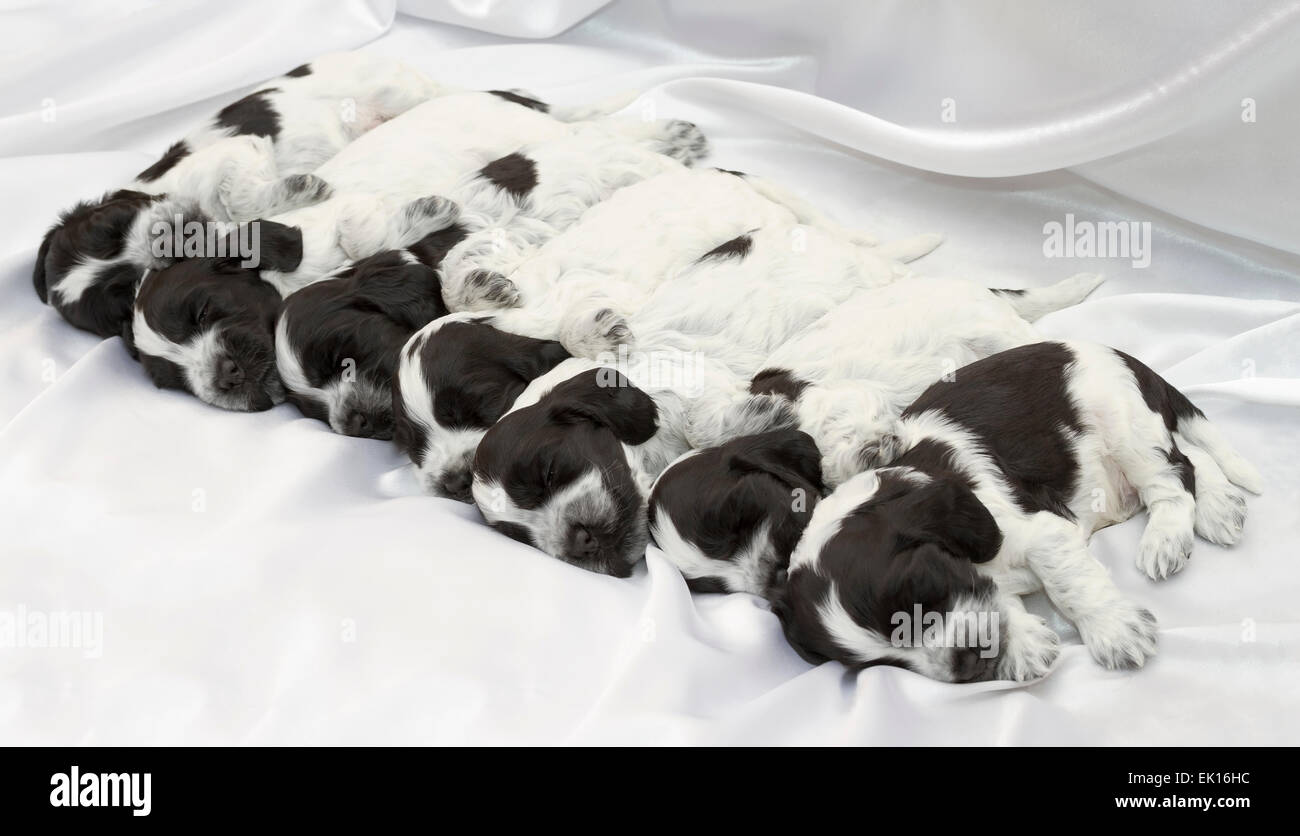 English Cocker Spaniel Puppies Sleeping side by side. Three weeks old ...