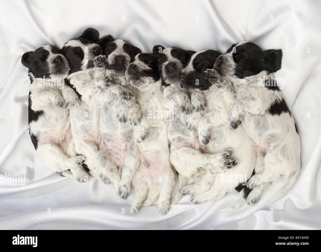 English Cocker Spaniel Puppies Sleeping side by side. Three weeks old ...