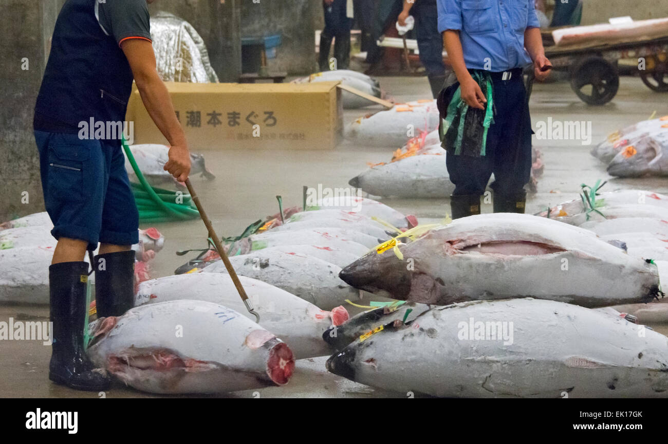 Tuna Auction at Tsukiji Market, Tokyo, Japan Stock Photo - Alamy