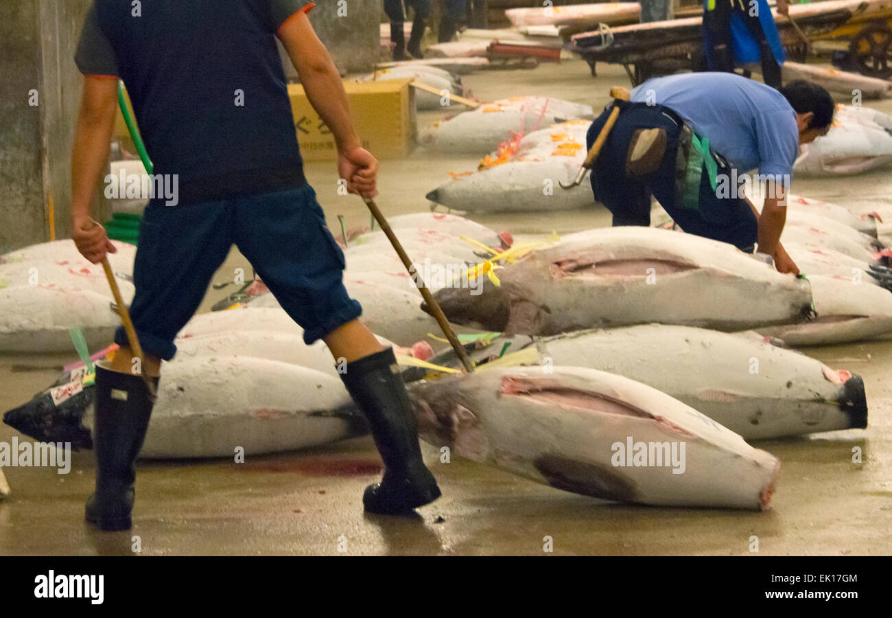 Tuna Auction at Tsukiji Market, Tokyo, Japan Stock Photo - Alamy