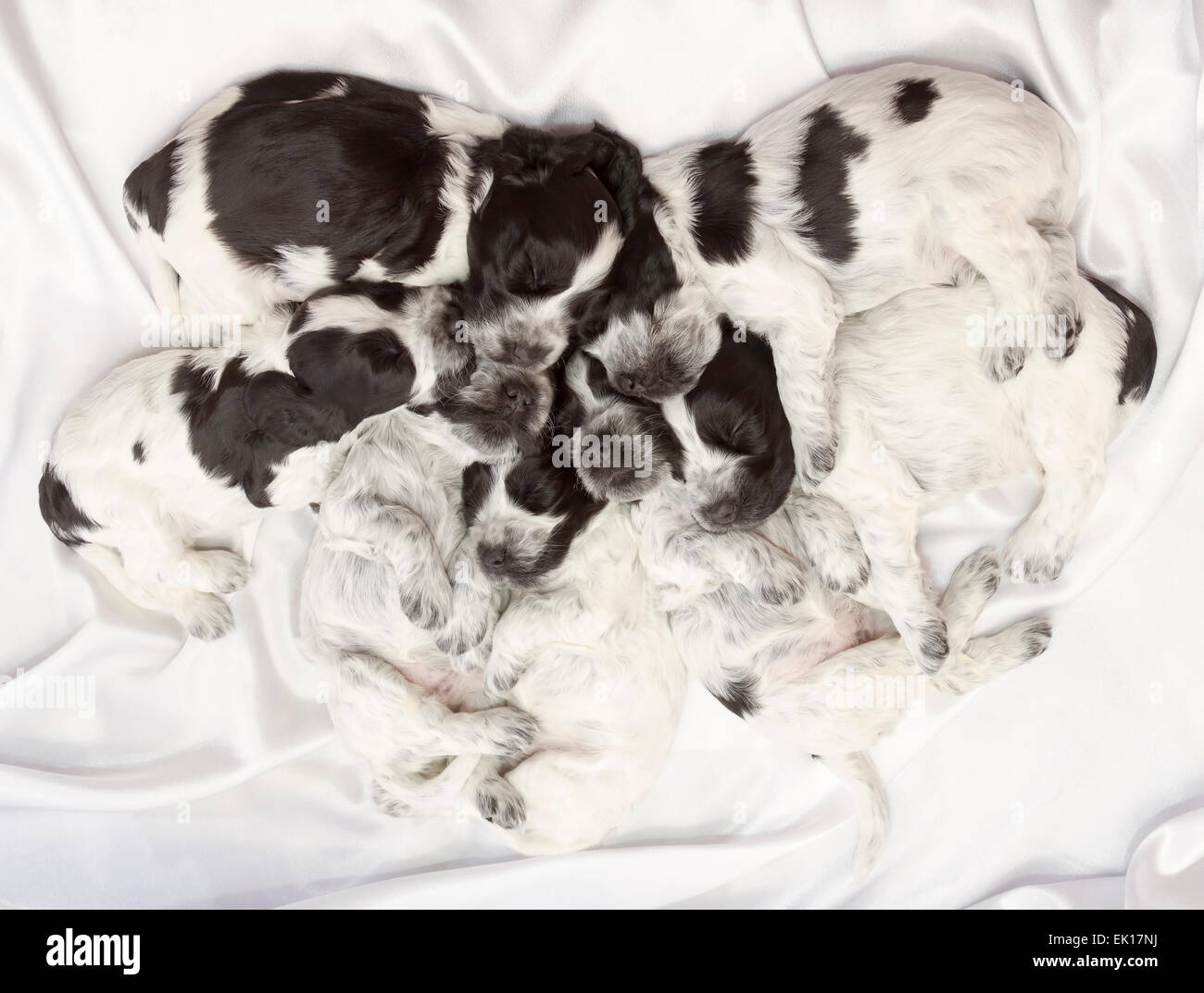 English Cocker Spaniel Puppies Sleeping side by side. Three weeks old ...