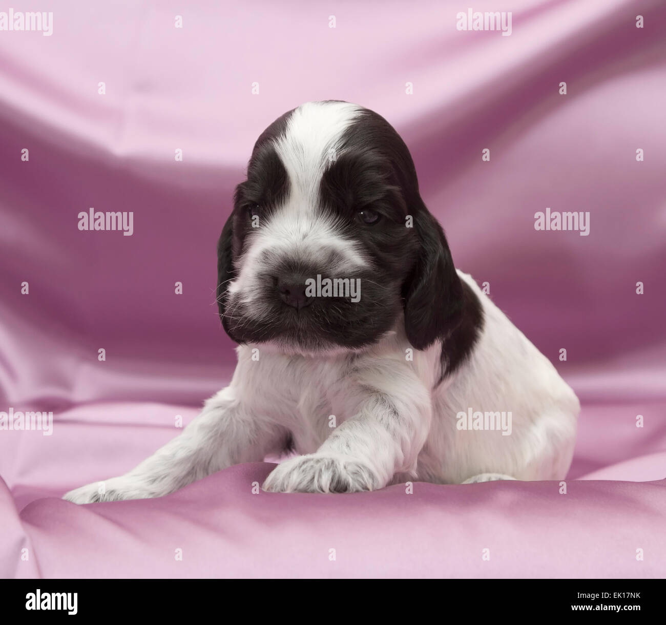 English Cocker Spaniel Puppies. Three weeks old Stock Photo - Alamy