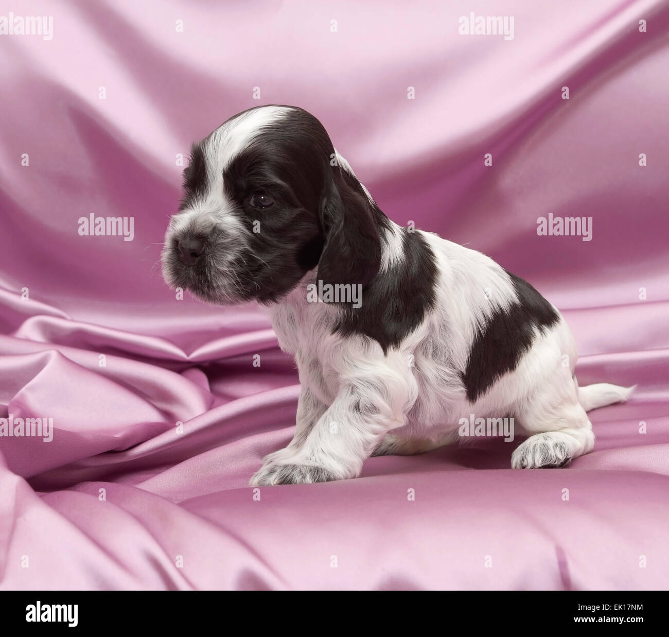 English Cocker Spaniel Puppies. Three weeks old Stock Photo - Alamy