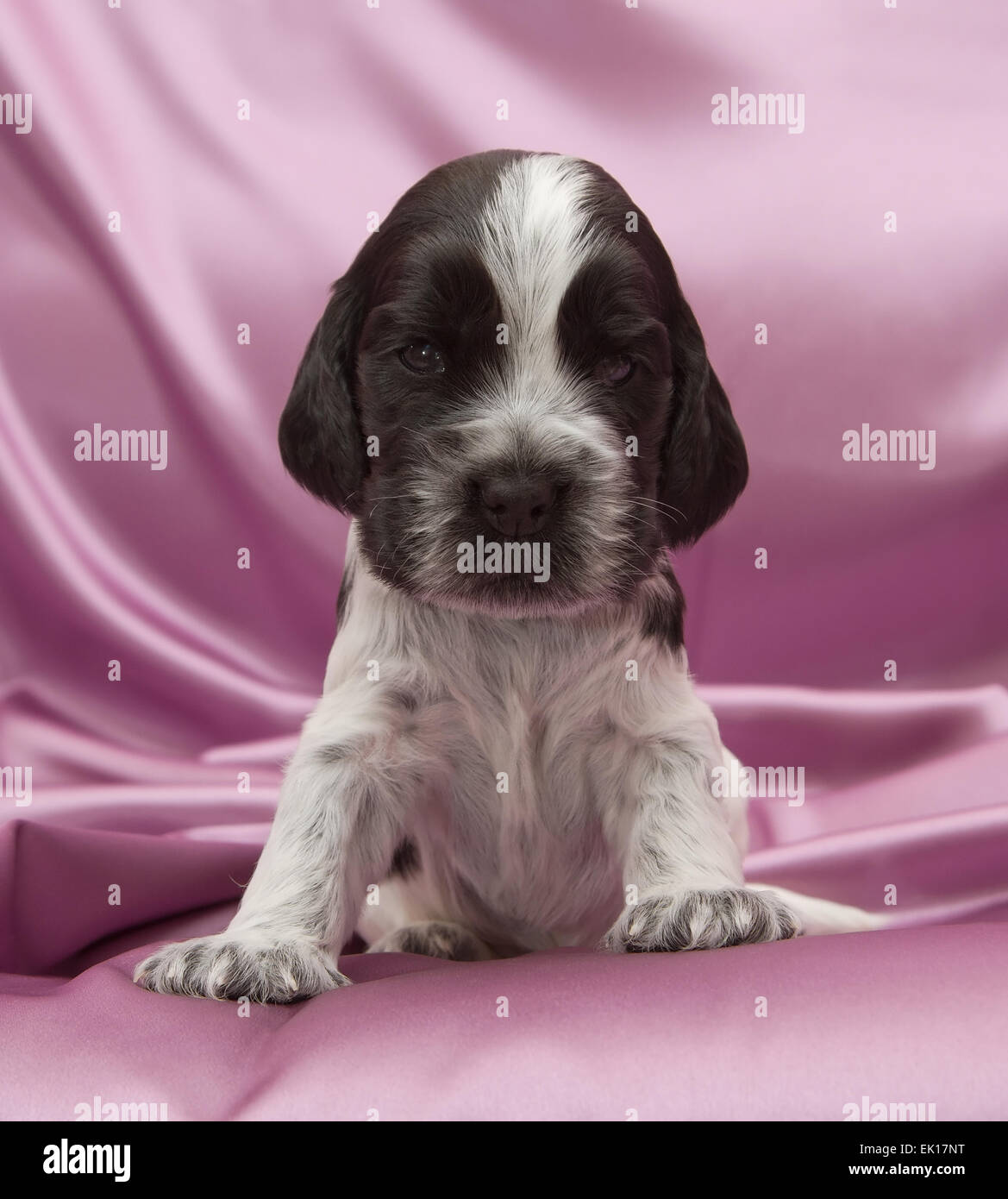 English Cocker Spaniel Puppies. Three weeks old Stock Photo - Alamy