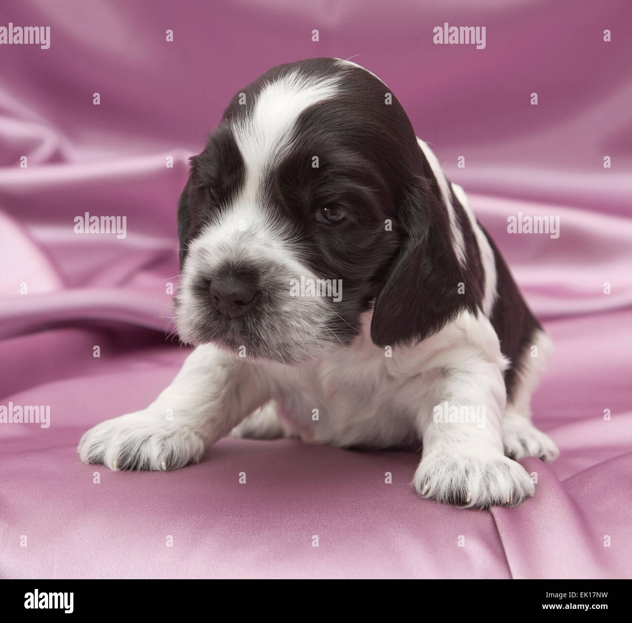 English Cocker Spaniel Puppies. Three weeks old Stock Photo - Alamy