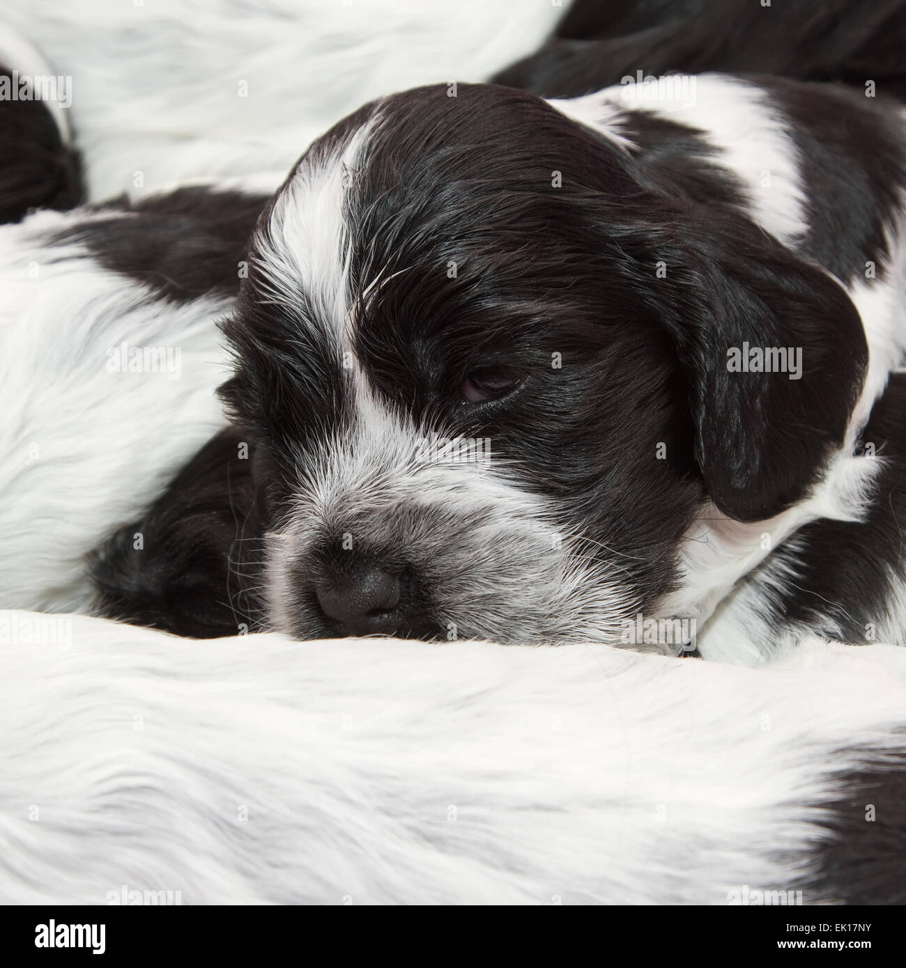 English Cocker Spaniel Puppies Sleeping in a Pile. Three weeks old ...