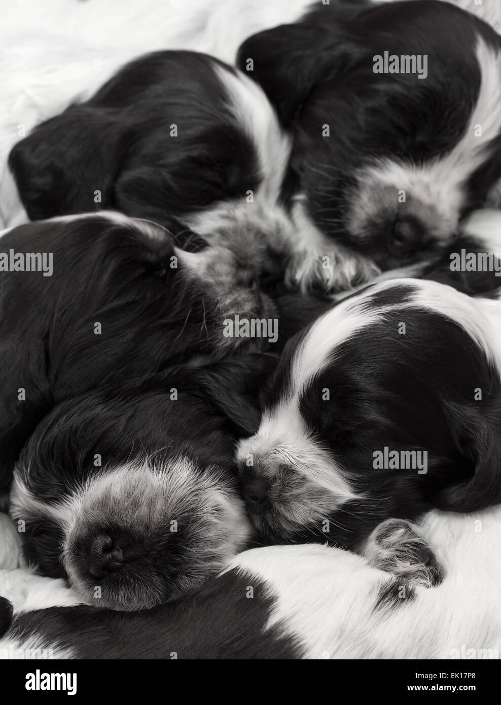 English Cocker Spaniel Puppies Sleeping in a Pile. Three weeks old ...