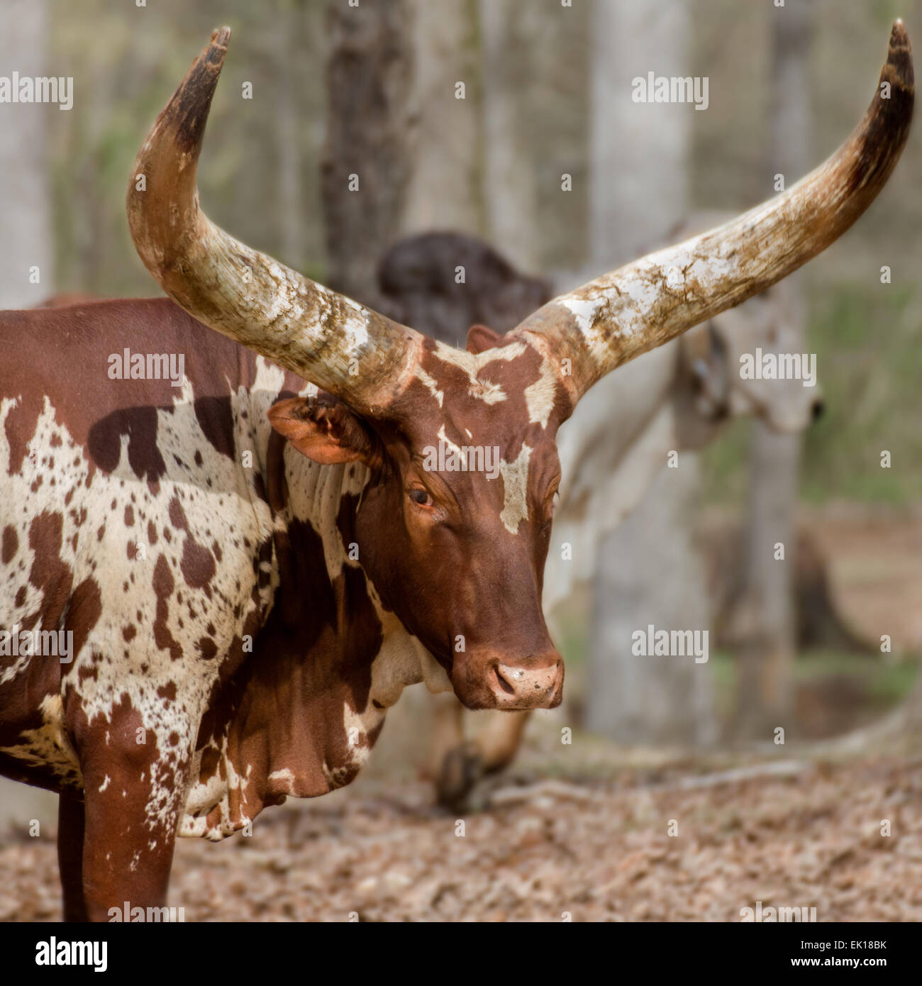 Portrait brown ankole watusi hi-res stock photography and images - Alamy