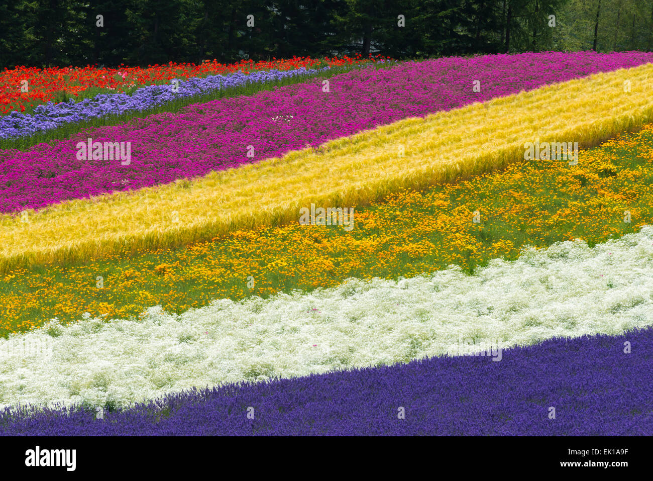 Colorful flowers in the lavender farm, Furano, Hokkaido Prefecture ...