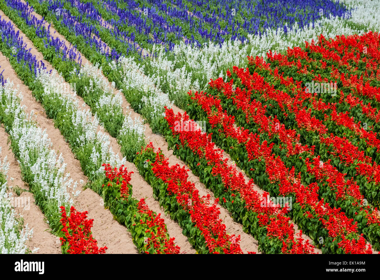 Colorful flowers in the lavender farm, Furano, Hokkaido Prefecture ...