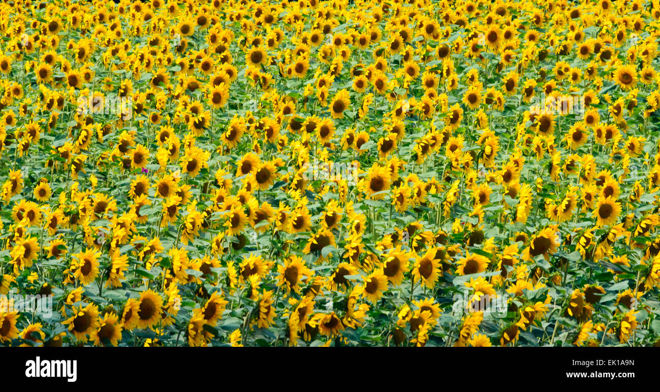 Sunflowers in the flower farm, Furano, Hokkaido Prefecture, Japan Stock ...