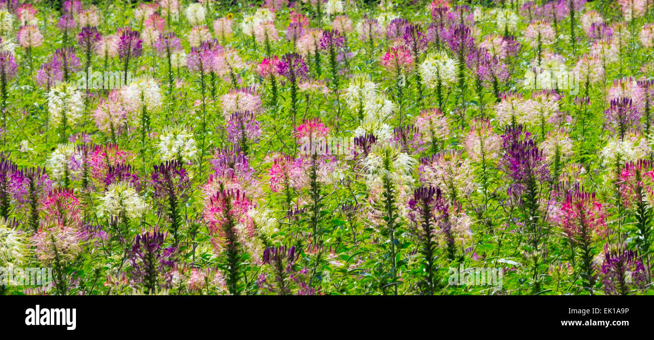 Flowers in the flower farm, Furano, Hokkaido Prefecture, Japan Stock ...