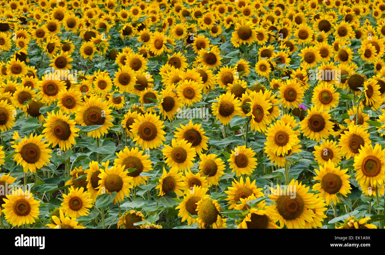Sunflowers in the flower farm, Furano, Hokkaido Prefecture, Japan Stock ...