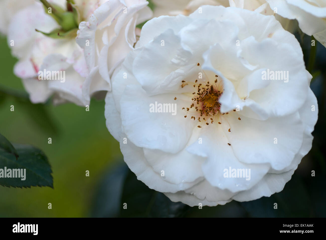 Rosa Maria Mathilda Stock Photo - Alamy