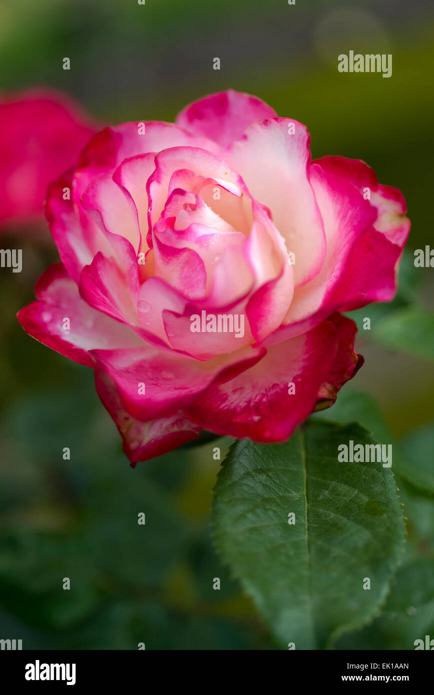 Rosa Jubile du Prince de Monaco, a Meilland rose Stock Photo - Alamy