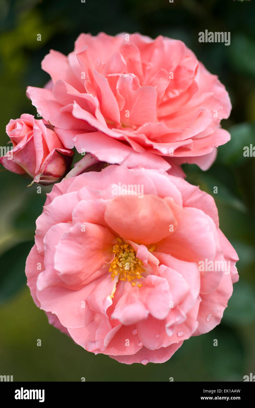 Rosa Cimarosa, peach colored rose Stock Photo - Alamy