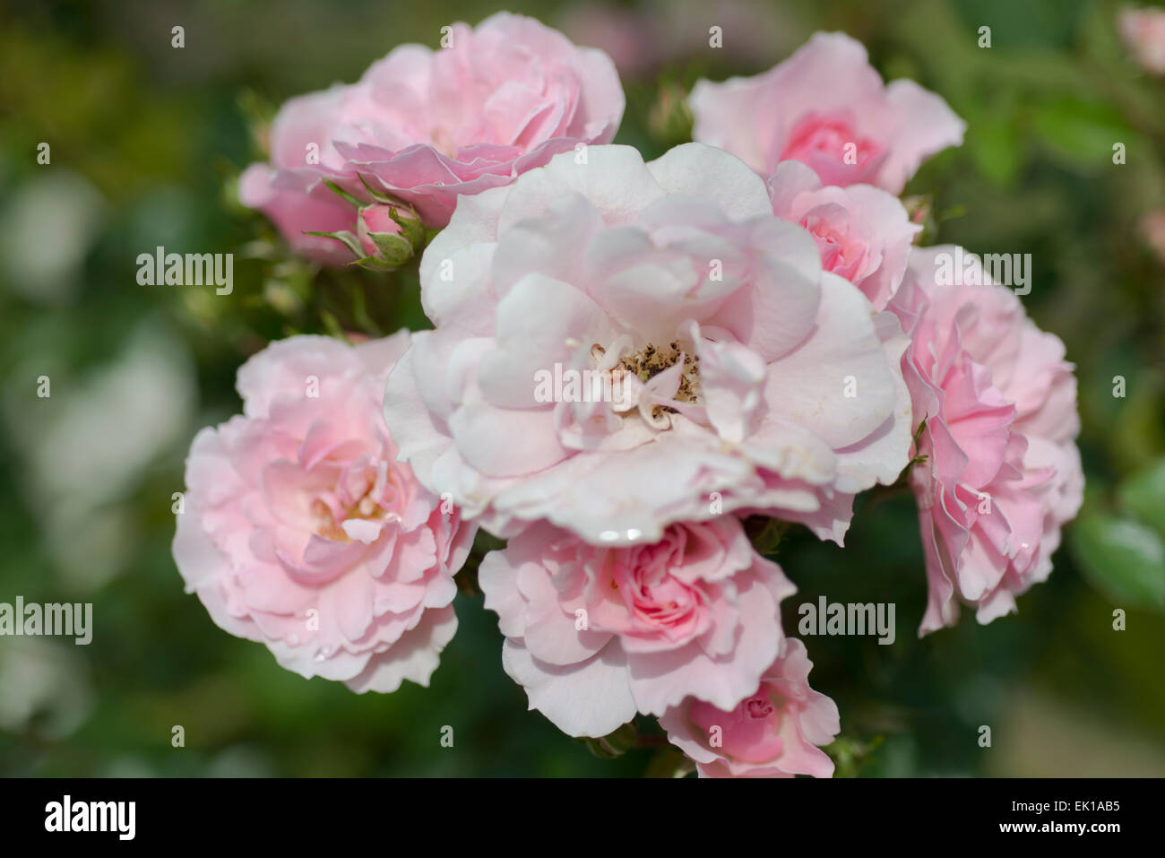 Rosa Bonica, pink rose Stock Photo - Alamy