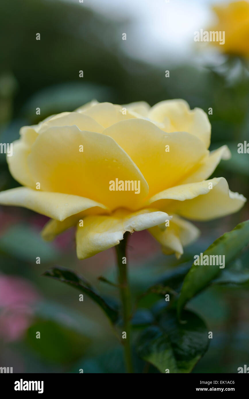 Michelangelo rose hi-res stock photography and images - Alamy