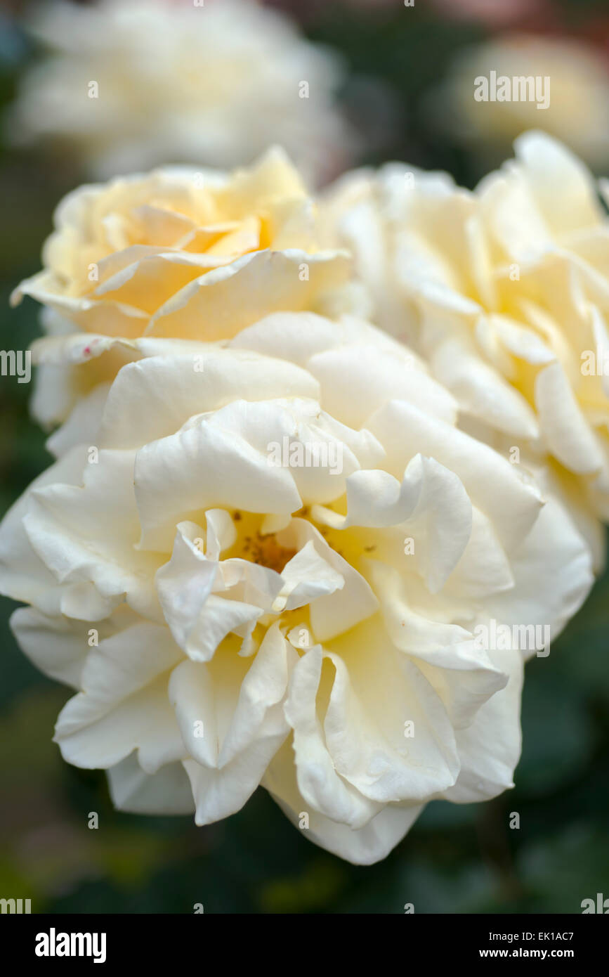 Yellow rose Rustica Stock Photo - Alamy