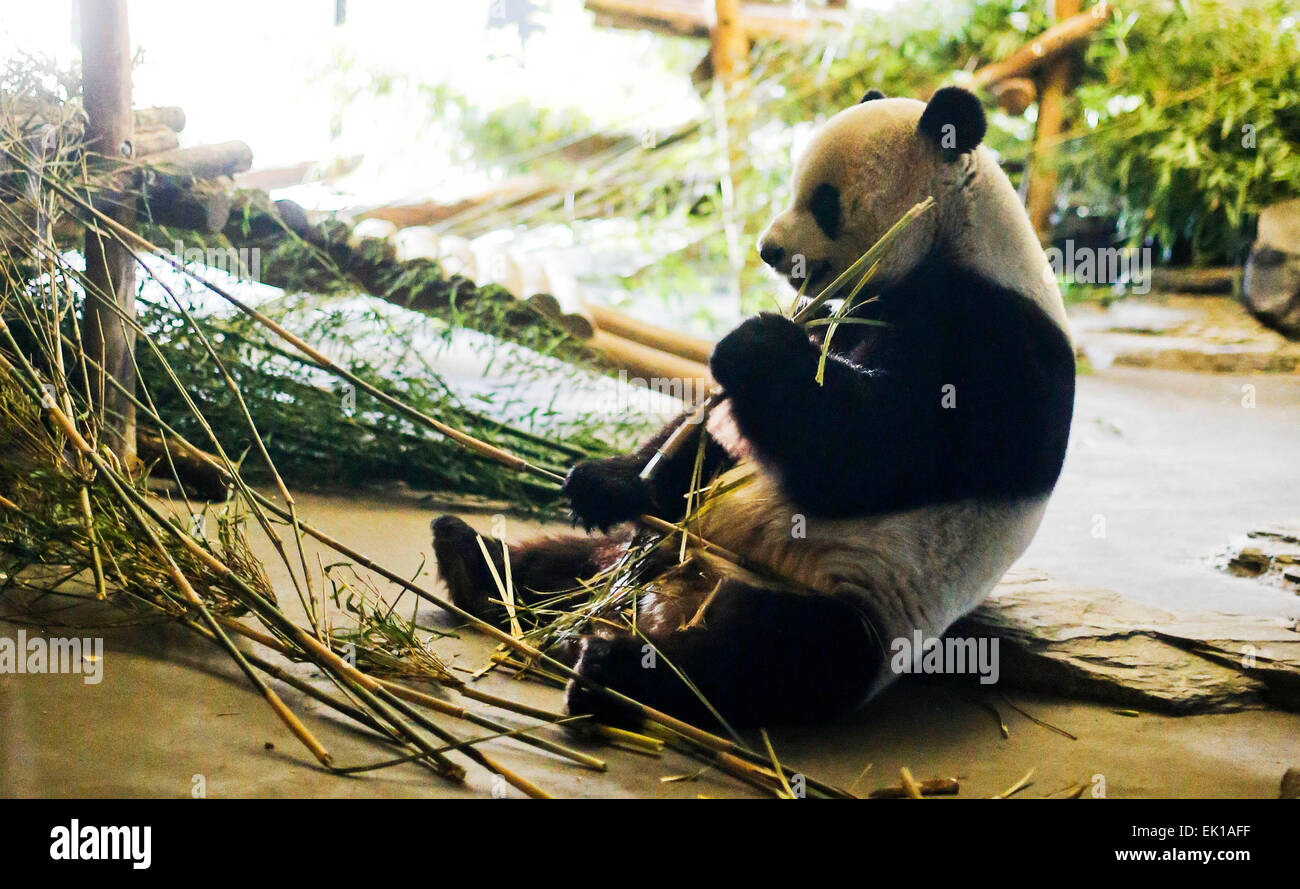 Male and female panda bamboo hi-res stock photography and images - Alamy