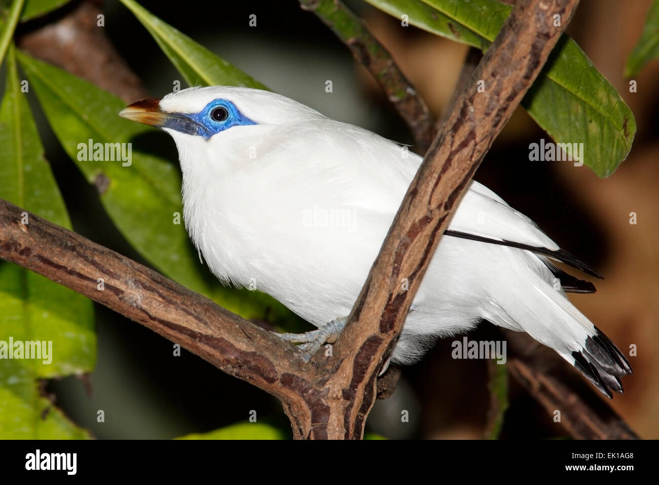 Bali Starling, Leucopsar rothschildi, also known as the Bali Mynah, is ...