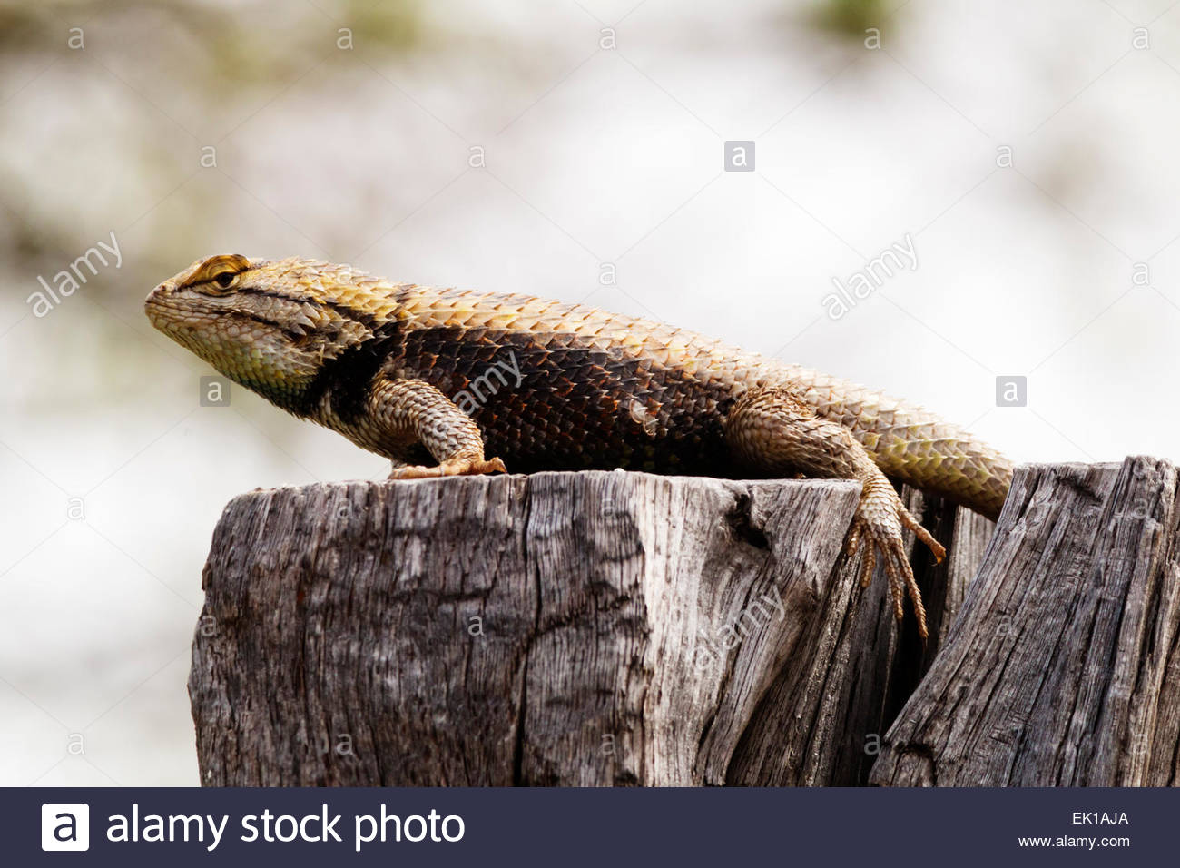 Desert Spiny Lizard Sceloporus Magister High Resolution Stock ...