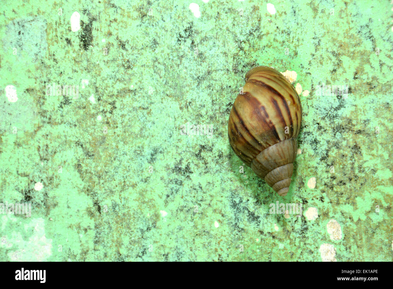 snail on the green wall Stock Photo - Alamy