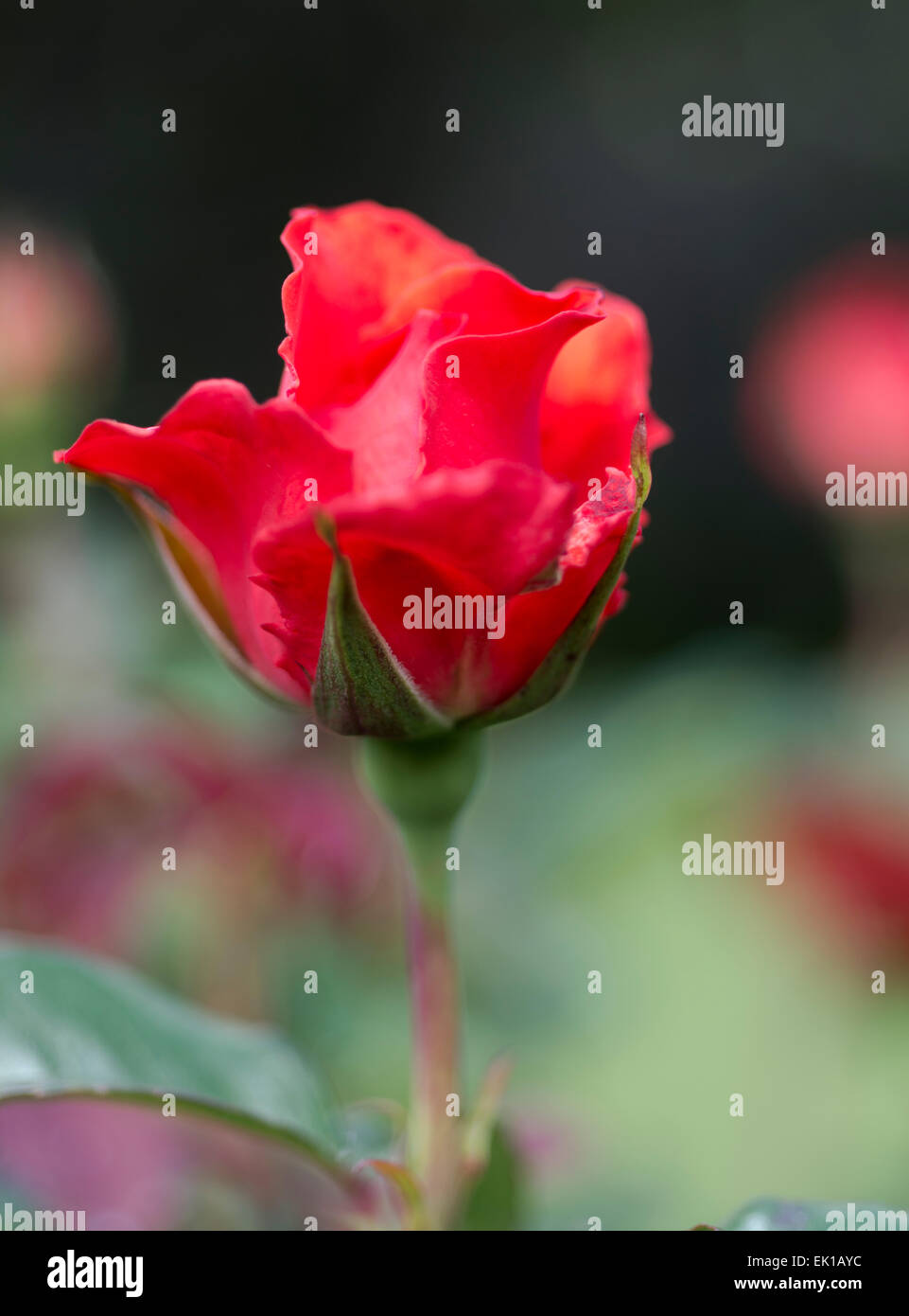 Red rose Kanegem Stock Photo - Alamy