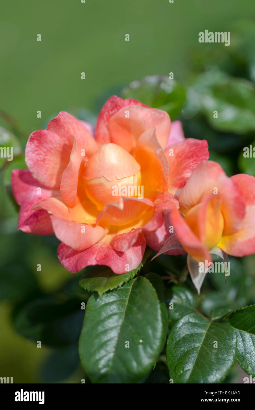 Peach rose Samaritan Stock Photo - Alamy