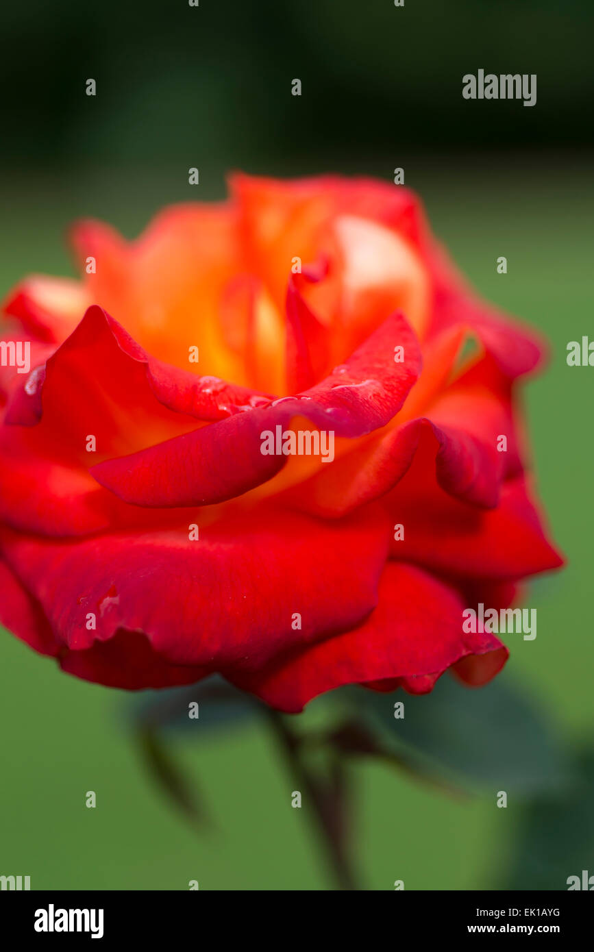 Rosa France Libre Stock Photo - Alamy