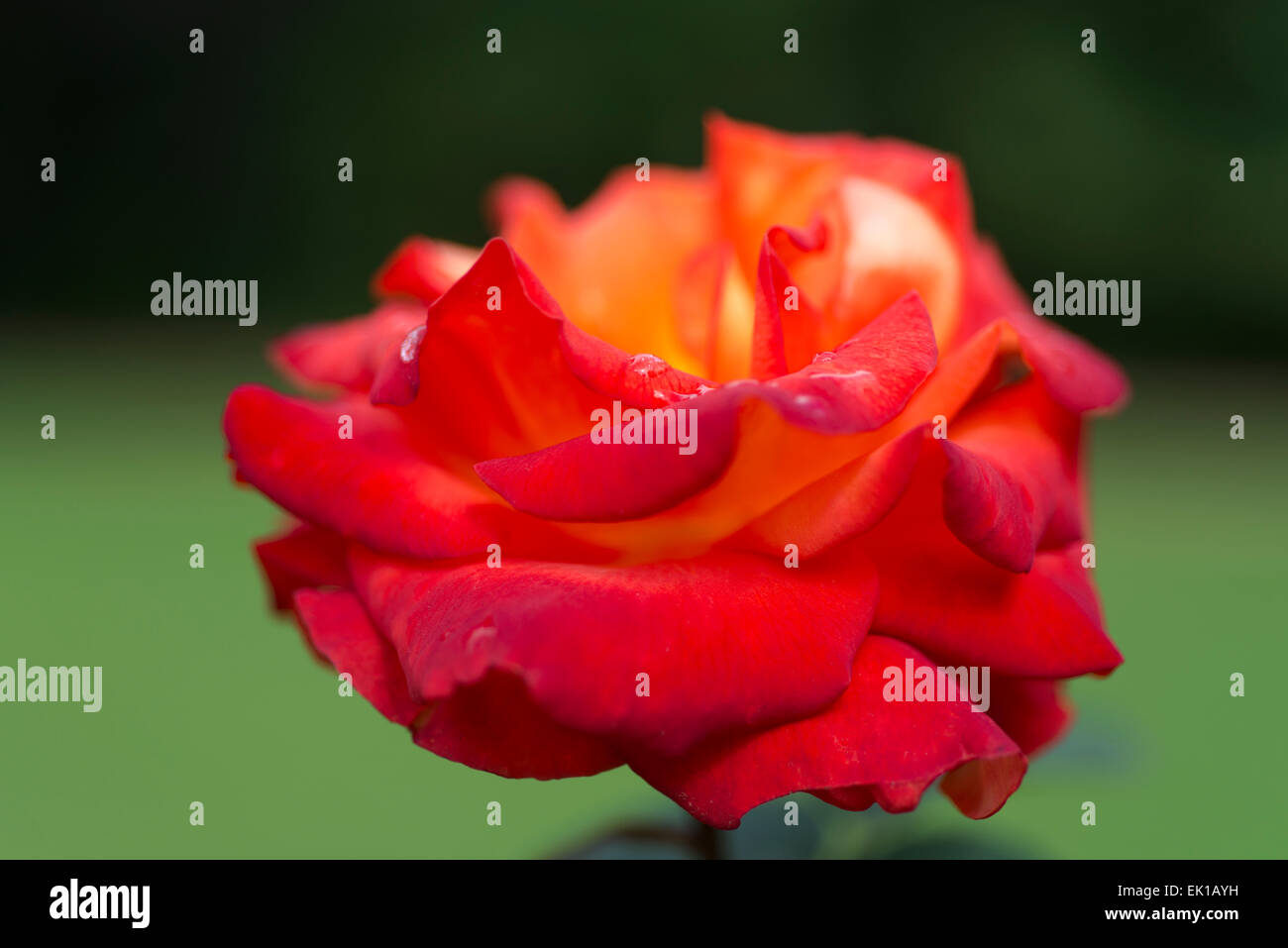 Rosa France Libre Stock Photo - Alamy
