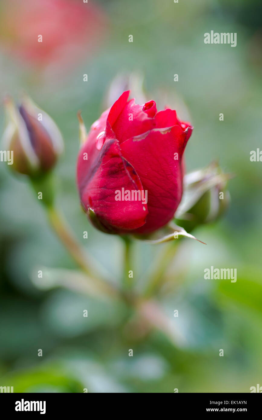 Red rose illusion hi-res stock photography and images - Alamy