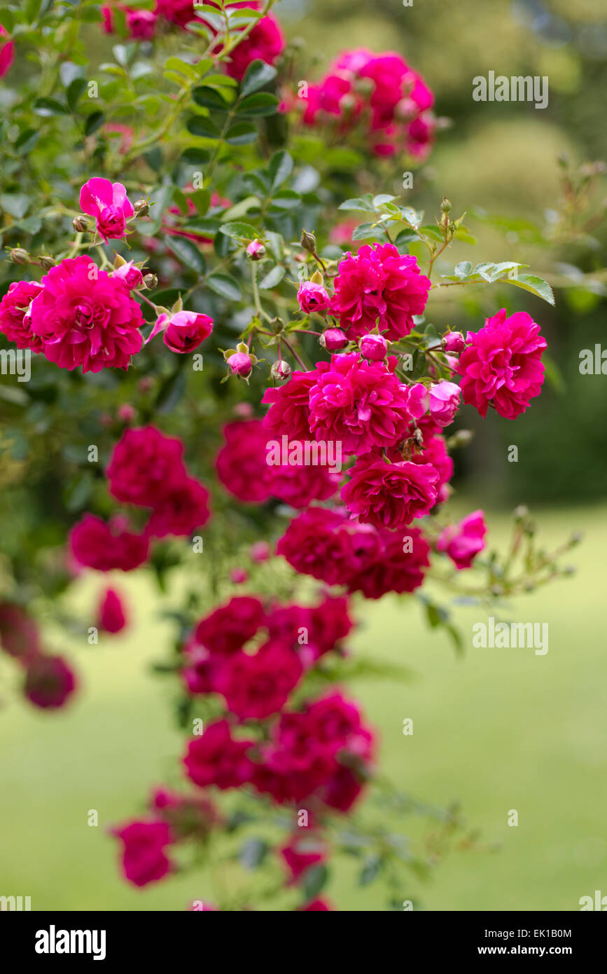 Best Pink Rambling Roses at Tyson Bathurst blog