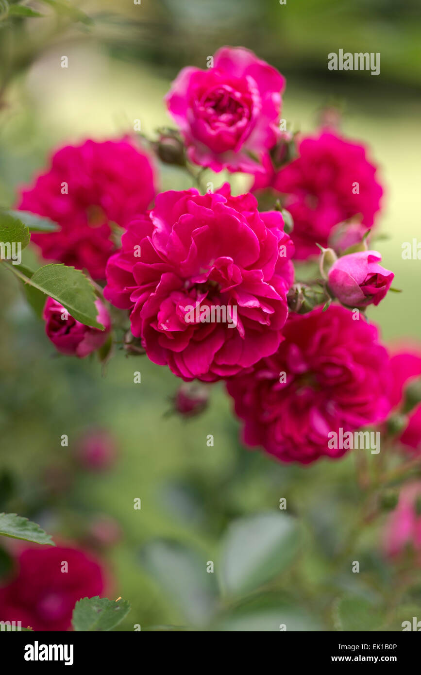 Excelsa rose hi-res stock photography and images - Alamy