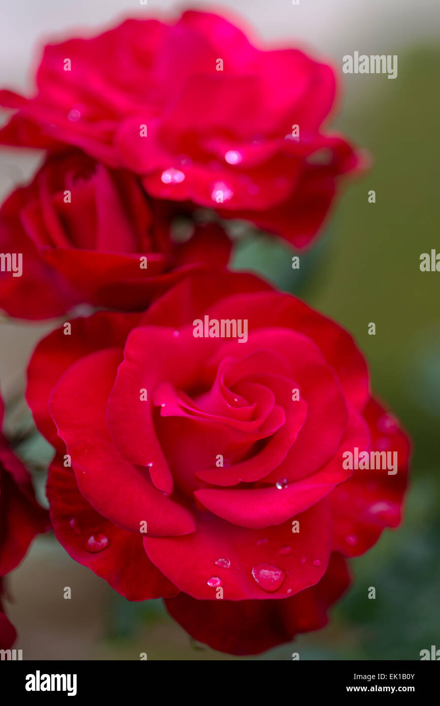 Wettra hi-res stock photography and images - Alamy