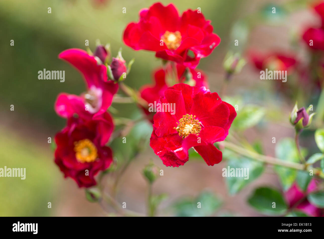 Rosa alcantara hi-res stock photography and images - Alamy