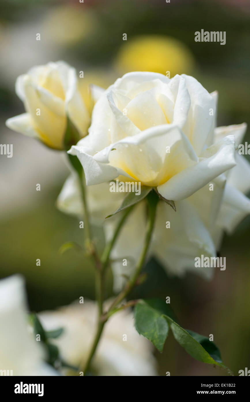 Rosa Love Letter Stock Photo - Alamy
