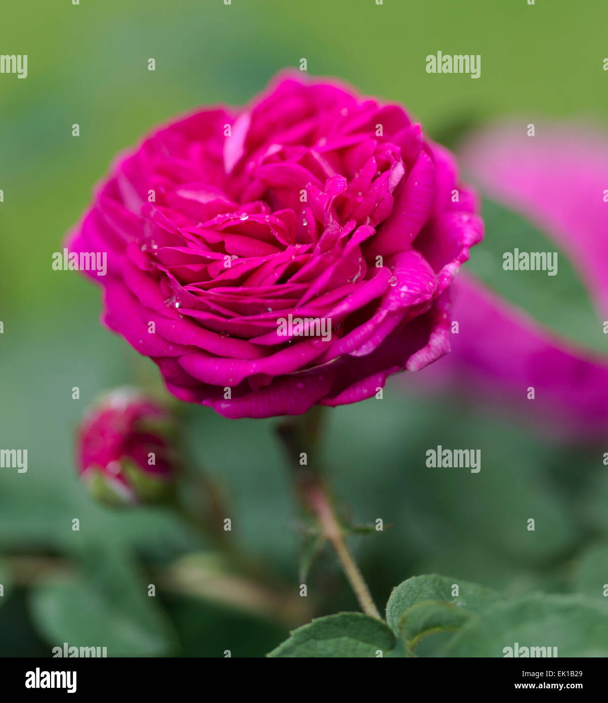 Rose de Rescht Stock Photo - Alamy