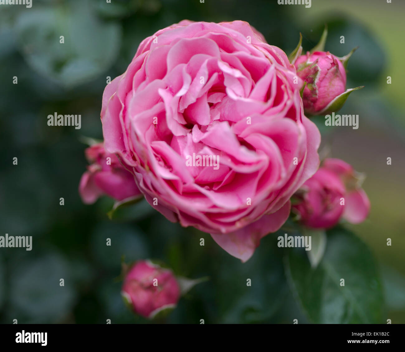 Rosa Leonardo da Vinci Stock Photo - Alamy