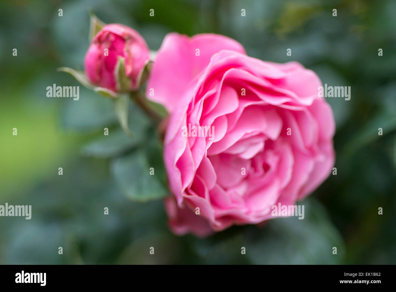 Rosa Leonardo da Vinci Stock Photo - Alamy